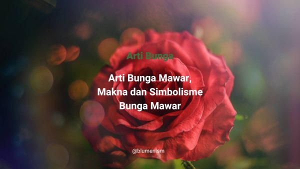 Arti Bunga Mawar, Makna dan Simbolisme Bunga Mawar - Blumenism